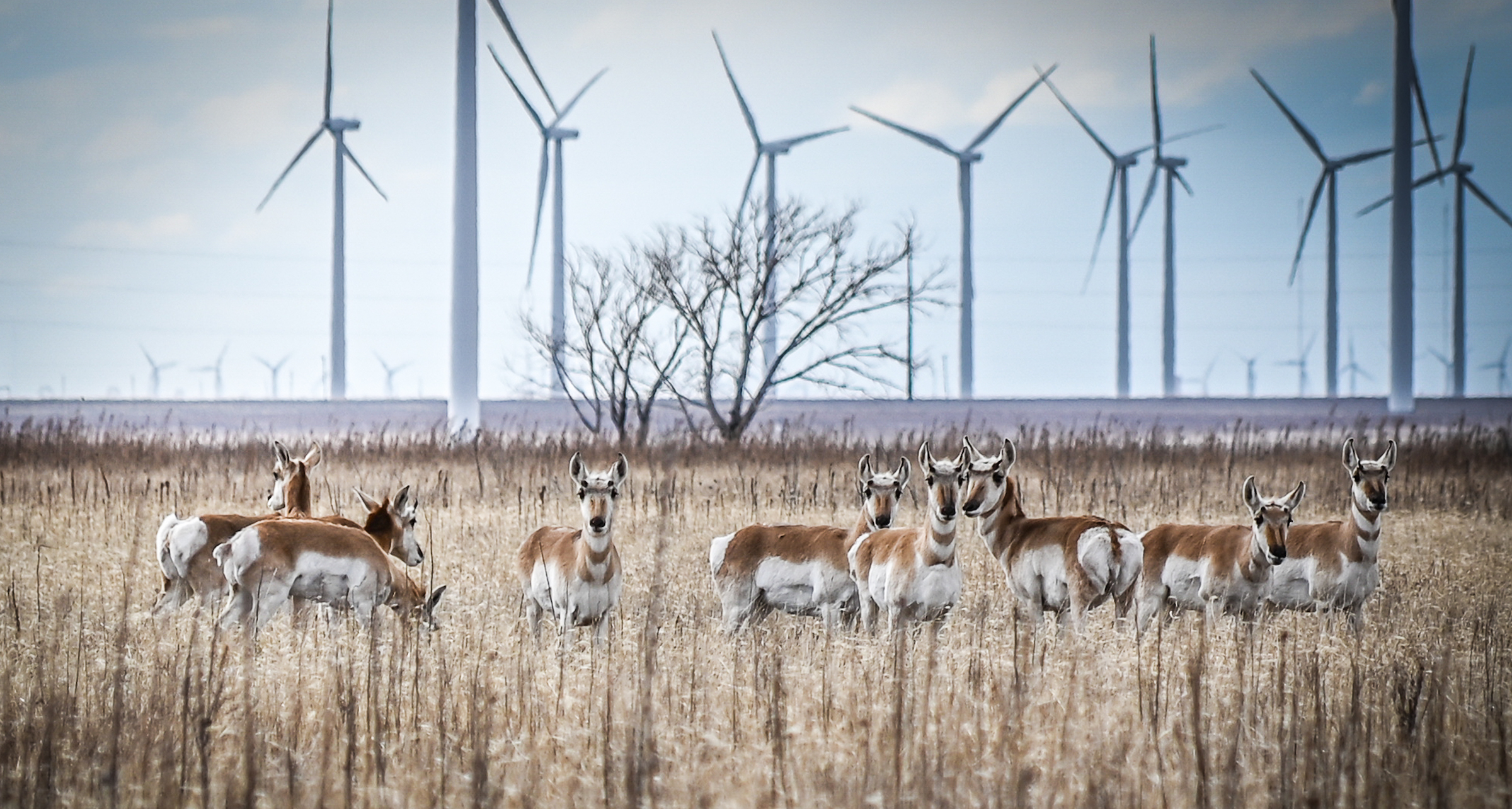 Policies and Disclosures - Happy State Bank