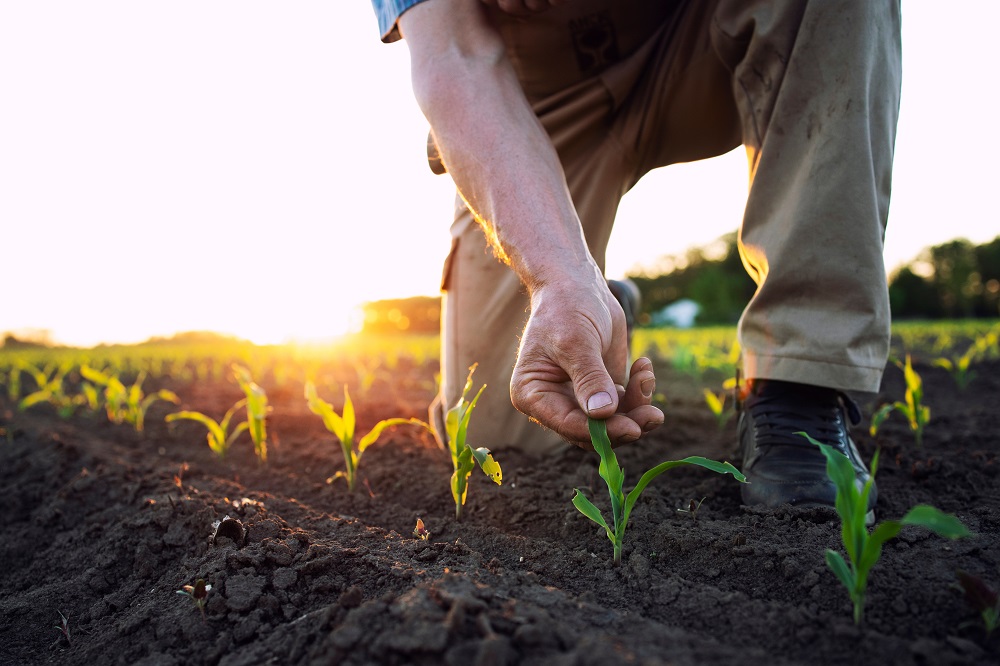 Crops - Happy State Bank